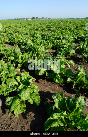 Sugar beet crop in a Michigan farm field Stock Photo - Alamy