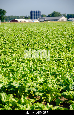 Sugar beet crop in a Michigan farm field Stock Photo - Alamy