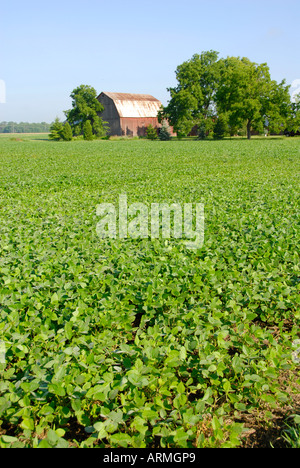 Soybean crop in an Indiana farm field Stock Photo - Alamy