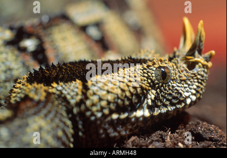river jack, rhinoceros viper (Bitis nasicornis), portrait Stock Photo ...