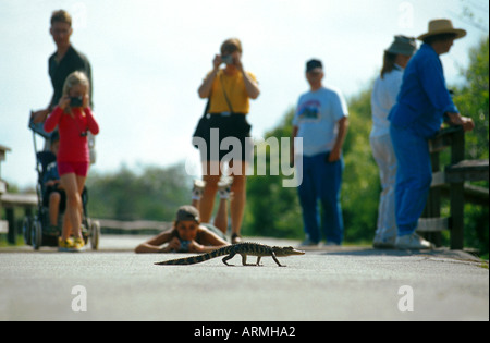 American alligator (Alligator mississippiensis) crossing path Stock ...