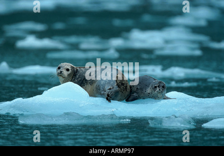Phoca largha (Larga Seal, Spotted Seal) underwater pictures Stock Photo ...