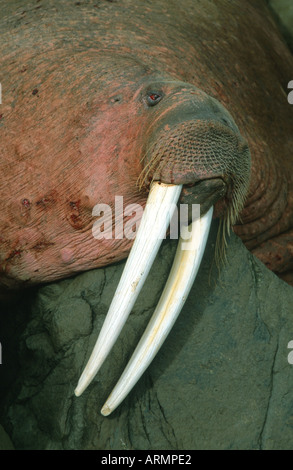 Sleepy male walrus (Odobenus rosmarus) resting on beach and scratching ...