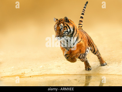 Bengal tiger (Panthera tigris tigris), jumping high in the water, white ...