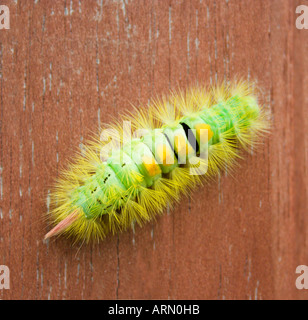 Colourful green caterpillar with pale yellow spots, larva of transverse ...