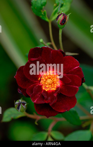 Cardinal Hume Rose Stock Photo - Alamy