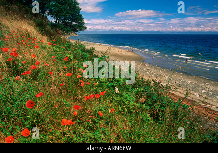 Rose spit from poppy covered hillside, Comox, Vancouver Island, British ...