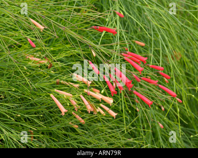 A red firecracker plant, Russelia equisetiformis Stock Photo - Alamy