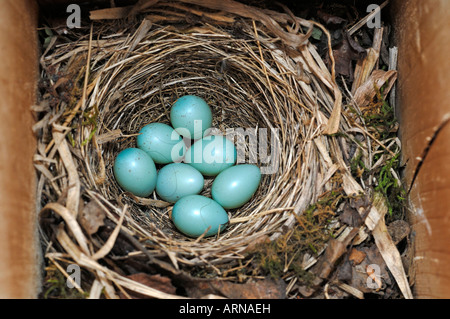 Common Redstart (Phoenicurus phoenicurus), clutch in nesting box ...