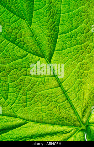 The distribution of vegetation in Stock Photo - Alamy