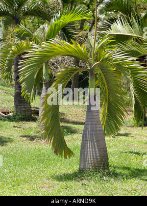 Bottle Palm Leaf, Hyophorbe lagenicaulis, Arecaceae (previously Palmae ...