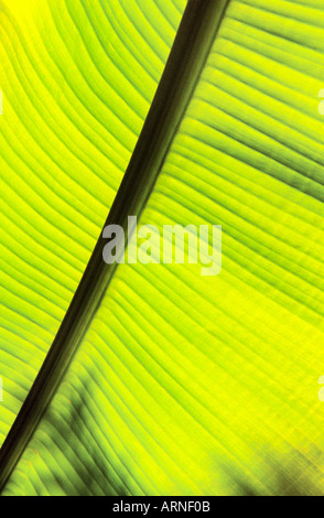 Translucent green leaf Stock Photo - Alamy