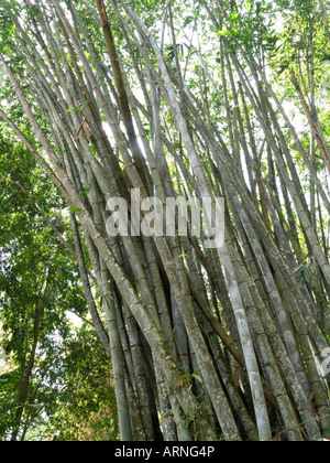 Giant tropical bamboo (Dendrocalamus giganteus), San Diego Botanic ...