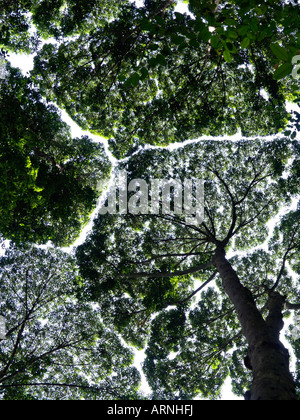 Kapur (Dryobalanops aromatica Stock Photo - Alamy