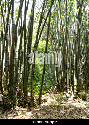 Giant Bamboo (Dendrocalamus giganteus) in the Royal Botanic Gardens ...