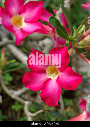 Desert rose, Adenium obesum, Apocynaceae, Namib desert, Namibia, Africa ...