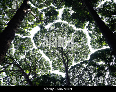 Kapur (Dryobalanops aromatica Stock Photo - Alamy