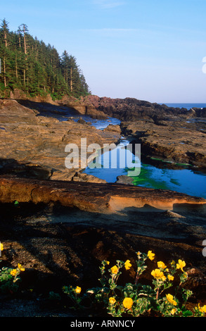 West Coast Trail, Pachena Point, sticky cinquefoil, Vancouver Island ...