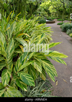 Shell ginger, Alpinia zerumbet variegata, Zingiberaceae, featuring a ...