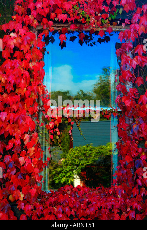 Ivy turning red in autumn Stock Photo - Alamy
