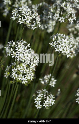 Green and yellow flowering garlic - Allium obliquum (alliaceae Stock ...