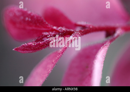 Ice cream bush, (Breynia disticha, Roseo-picta,) also known as Snowbush ...