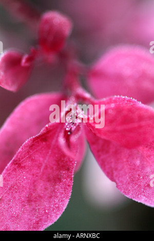 Ice cream bush, (Breynia disticha, Roseo-picta,) also known as Snowbush ...