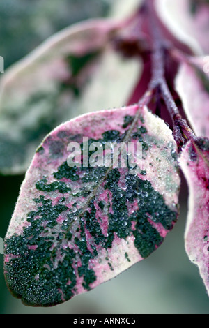 Ice cream bush, (Breynia disticha, Roseo-picta,) also known as Snowbush ...