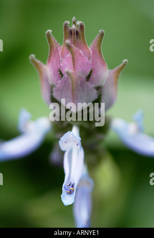 Pink flowers of the spur flower. Plant close-up against a green ...