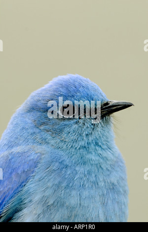 Profile of a Mountain Bluebird Stock Photo - Alamy