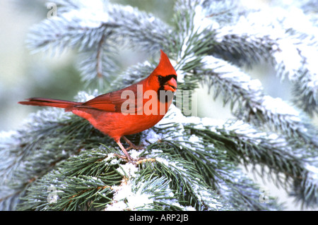 Male Northern Cardinal in Snowy Tulip Tree Stock Photo - Alamy
