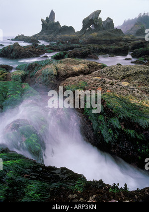 Tidal zone Washington coast Stock Photo - Alamy