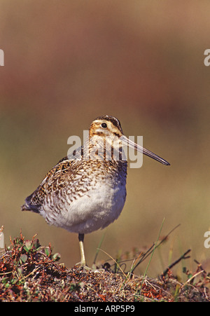 common fantail snipe [Gallinago gallinago], north germany Stock Photo ...