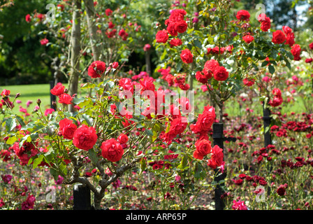 Rose flower (Rosa Trumpeter = 'Mactru' Stock Photo - Alamy