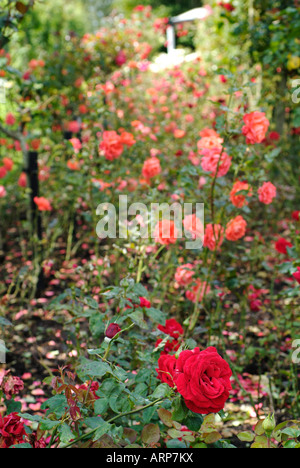 Rose flower (Rosa 'Ruby Wedding' Stock Photo - Alamy