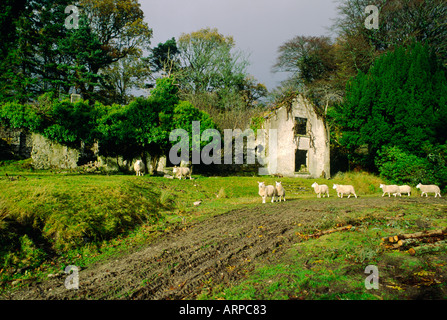 ruin in the wicklow mountains Stock Photo - Alamy