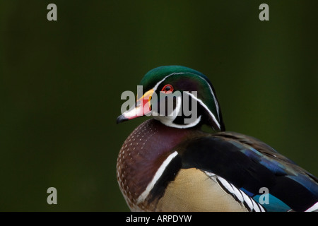 Wood duck drake Stock Photo - Alamy