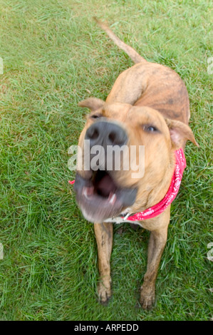 Large dog barking Stock Photo - Alamy