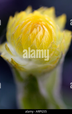Yellow Everlasting (Helichrysum decorum) flower heads. iSimangaliso ...