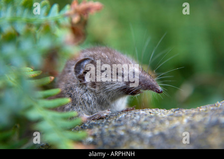 scilly shrew Crocidura suaveolens isles of scilly Stock Photo - Alamy