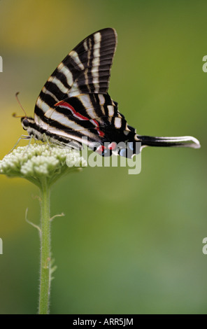 Zebra, Woodland Park Zoo, Seattle, Washington Stock Photo - Alamy