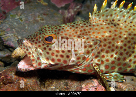 Rock hind grouper in the Gulf of Mexico, off Texas Stock Photo - Alamy