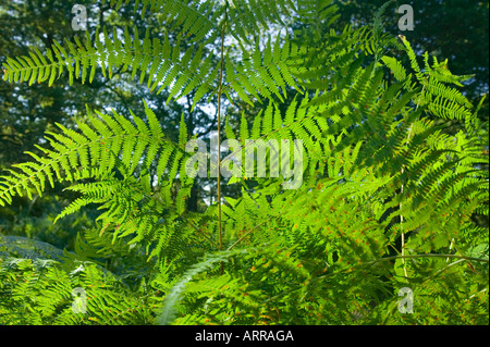Bracken fronds growing in woodland, ambleside, Cumbria, UK Stock Photo ...