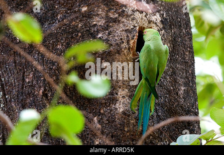 A parrot pecking on something on the tree Stock Photo - Alamy