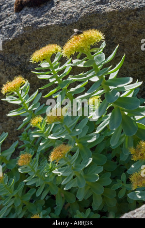 Roseroot Sedum rosea, in flower, Lunga, Treshnish Isles, Scotland, UK ...
