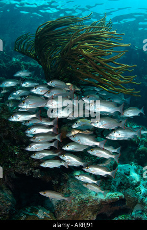 Mahogany Snapper (Lutjanus mahogoni Stock Photo - Alamy