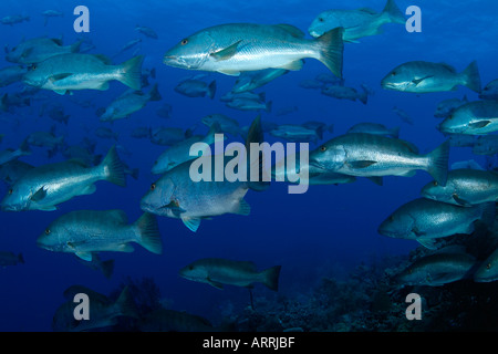 Schooling Cubera Snapper (Lutjanus cyanopterus) in Gladden Spit, Belize ...