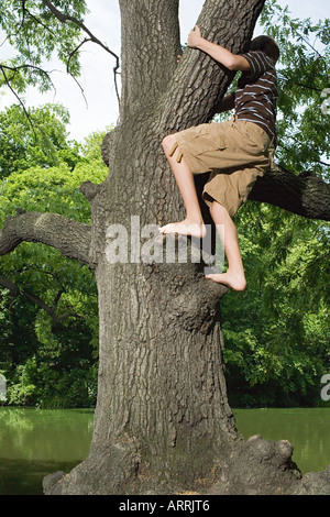 teenage boy climbing a tree Stock Photo - Alamy