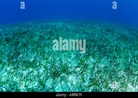 Turtle Sea Grass (Thalassia testudinum) in Southwest Caye, Belize Stock ...