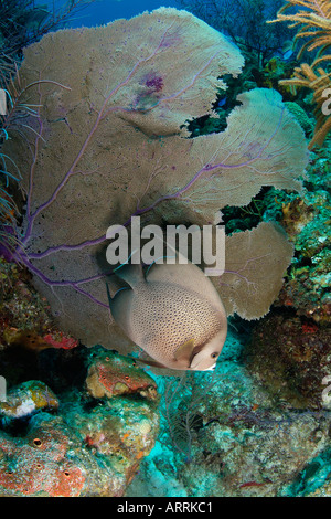 Belize, Grey Angelfish (Pomacanthus arcuatus Stock Photo - Alamy